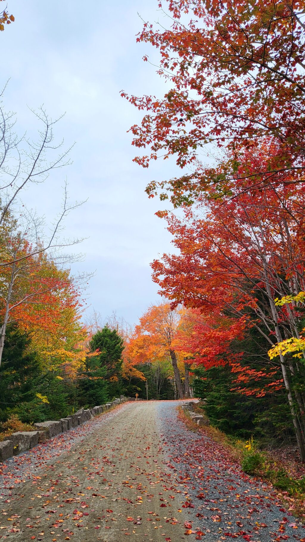Ebike Rentals for Acadia National Park | Acadia Ebike Adventure