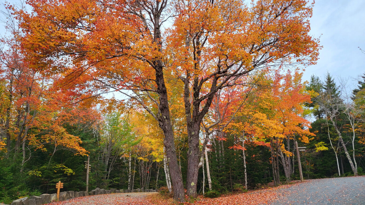 Ebike Rentals for Acadia National Park | Acadia Ebike Adventure